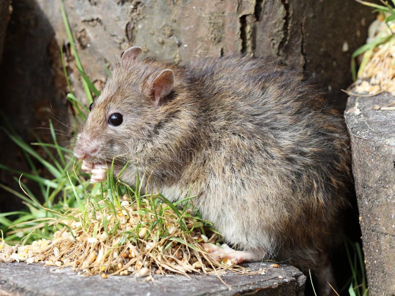 Brown Rat stock image. Image of wild, portrait, close - 9028739