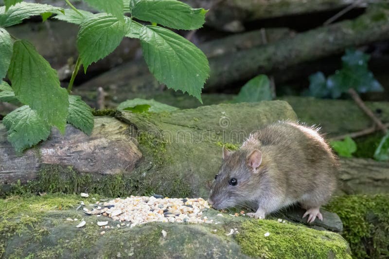 Brown Rat Feeding on Some Bird Seed Stock Photo - Image of springtime ...