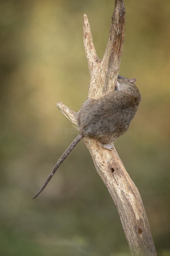 Brown Rat stock photo. Image of woodland, feeding, investigate - 39831982