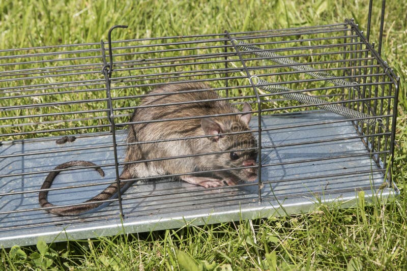 Brown rat in trap stock image. Image of infection, mouse - 317431387