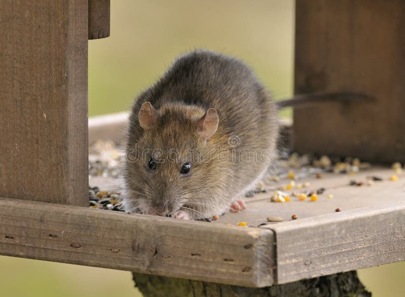 Brown Rat - Rattus Norvegicus Stock Photo - Image of feeding, norwegian ...