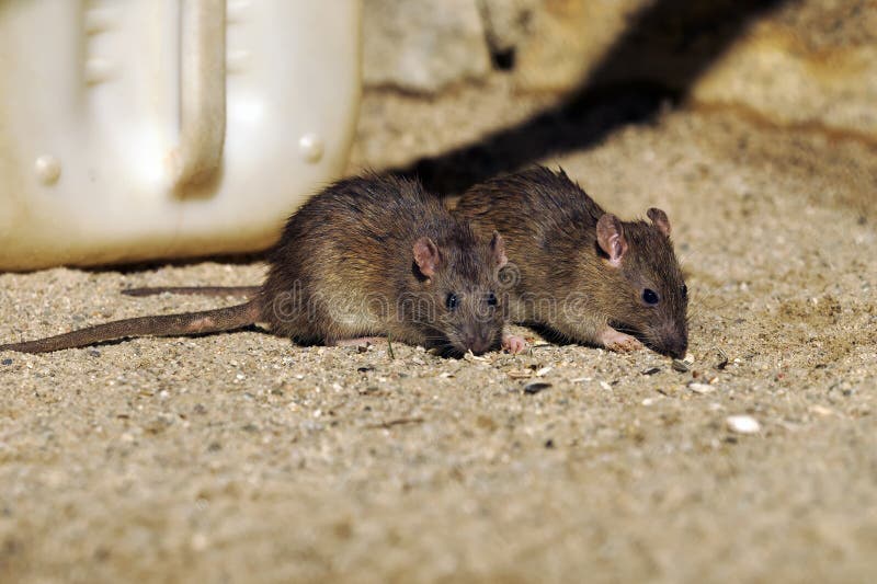 The Brown Rat (Rattus Norvegicus), Also Known As the Common Rat- Stock ...