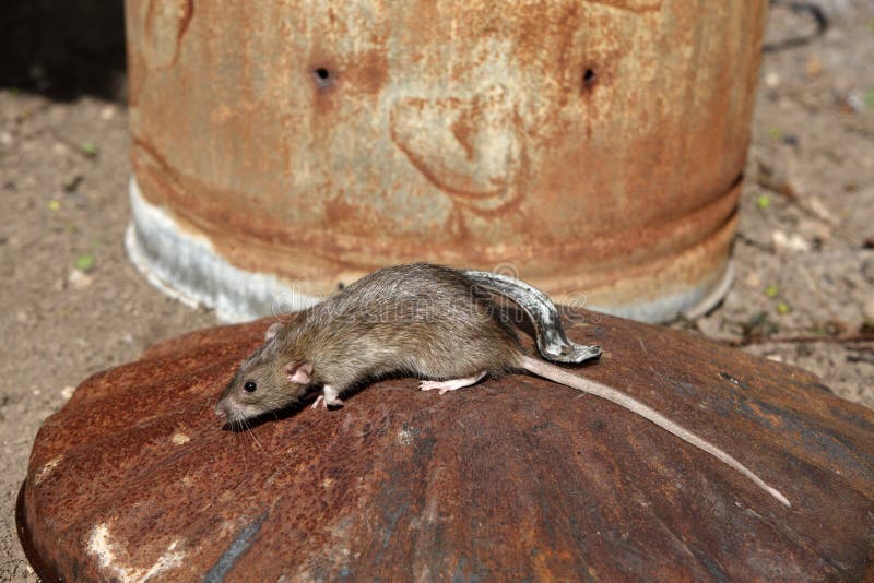 Brown Rat, Rattus Norvegicus Stock Photo - Image of rodent, mammal ...
