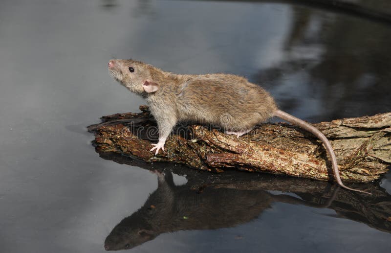 A Cute Baby Wild Brown Rat Rattus Norvegicus Searching for Food in the ...