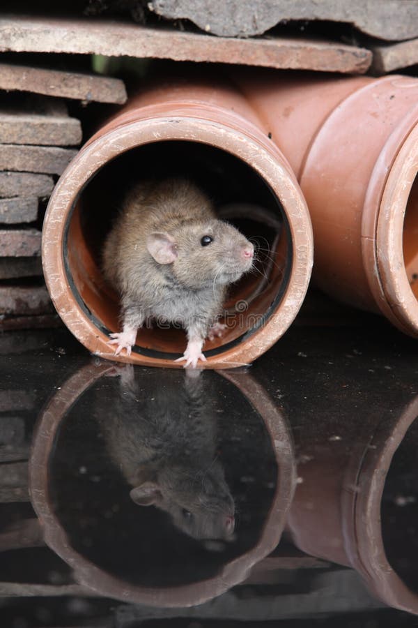 Brown Rat, Rattus Norvegicus Stock Photo - Image of small, brown: 32809878