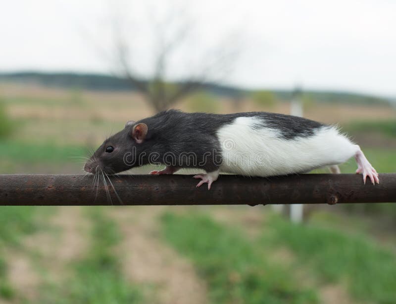 187 Rat Balance Stock Photos - Free & Royalty-Free Stock Photos from ...