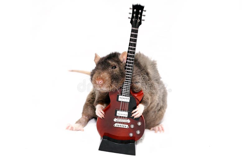 Brown Rat with Small Red Guitar Stock Photo - Image of energy, tune ...