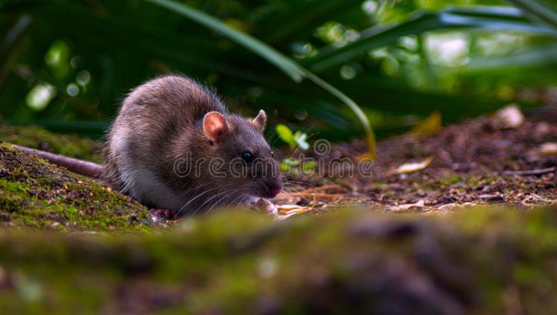 Brown Rat Walking Around on Moss in a Forest Stock Photo - Image of ...