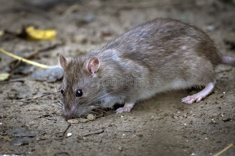 Brown rat stock image. Image of cute, common, europe - 343109003
