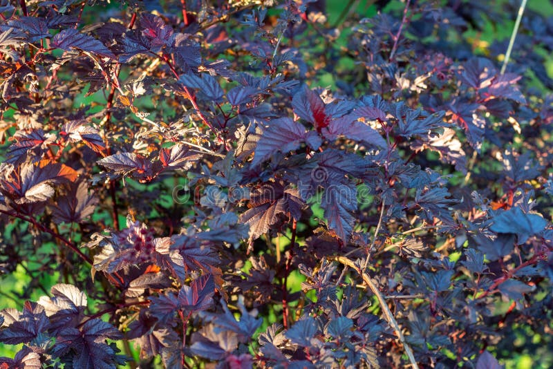 The Brown Red Bush of the Bubble,natural Background Stock Photo - Image ...