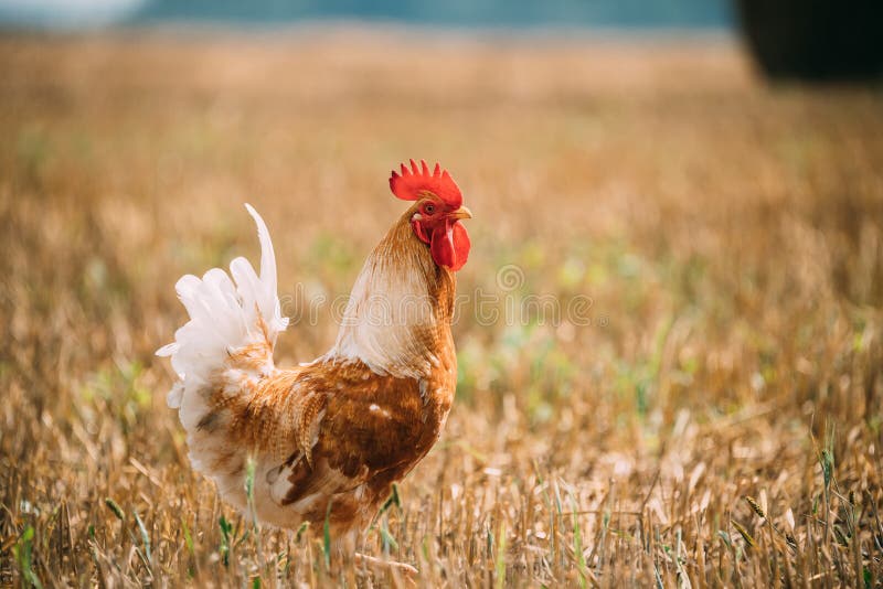 Brown Red Chicken Rooster Hen Walking in Straw Field Stock Image ...