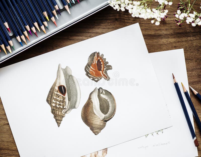 Brown And Red Conch Shell Drawing On White Paper Beside Three Pencils ...