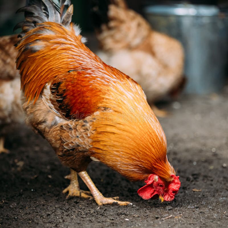 Brown Red Free Chicken Rooster in Rustic Farm Stock Photo - Image of ...