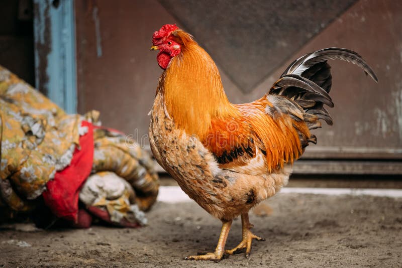 Brown Red Free Chicken Rooster in Rustic Farm Stock Image - Image of ...