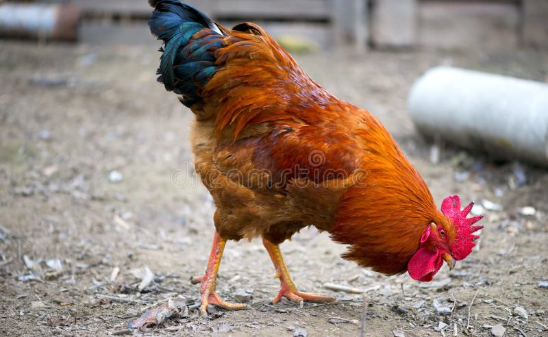 Brown Red Free Chicken Rooster in Rustic Farm Stock Photo - Image of ...
