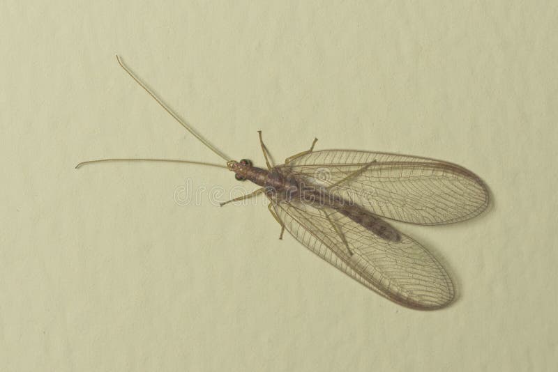 Neuroptera Legs