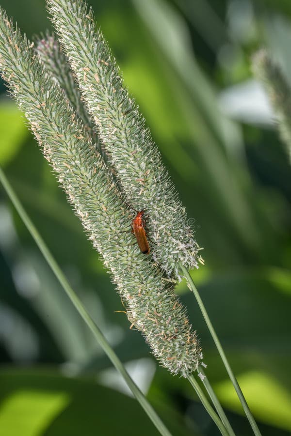 A Brown Red Orange Colored Soft Bodied Beetle Hangs on a Stem of a ...