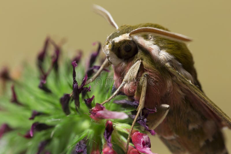 Beautiful Brown-red Owlet Moth in Big Detail Stock Photo - Image of ...
