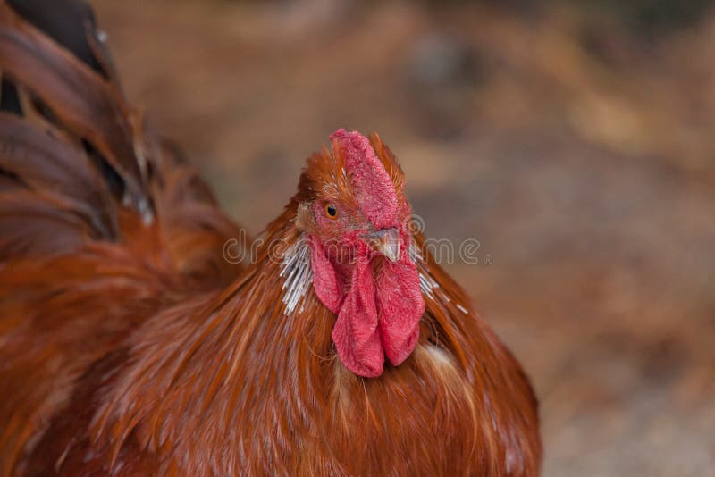 Rooster on Farm stock photo. Image of feathers, rural - 108763236