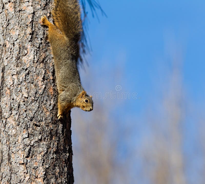 Tree Squirrel Sciuridae Walikng Head First Down a Pine Tree Trunk ...