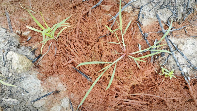 Brown or Reddish Rusty-colored Stains on Dried Puddle Soil Surface ...