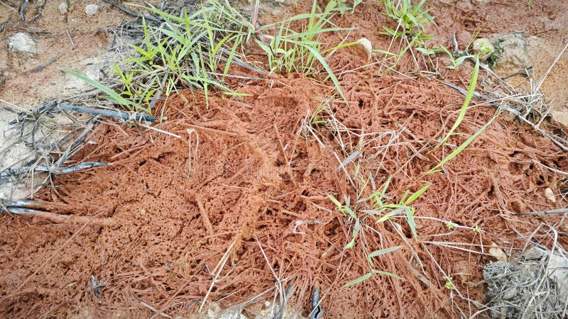 Brown or Reddish Rusty-colored Stains on Dried Puddle Soil Surface ...