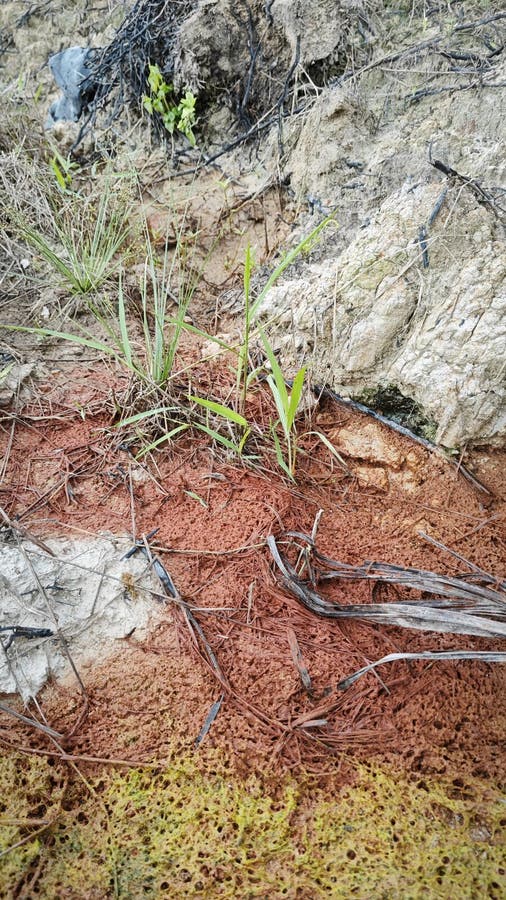 Brown or Reddish Rusty-colored Stains on Dried Puddle Soil Surface ...