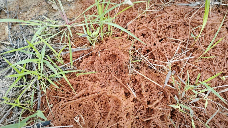 Brown or Reddish Rusty-colored Stains on Dried Puddle Soil Surface ...