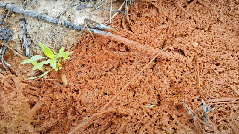 Brown or Reddish Rusty-colored Stains on Dried Puddle Soil Surface ...