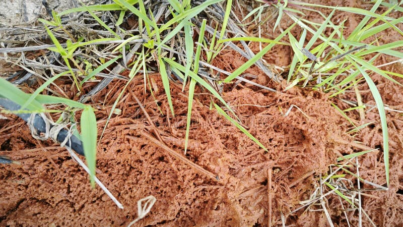 Brown or Reddish Rusty-colored Stains on Dried Puddle Soil Surface ...