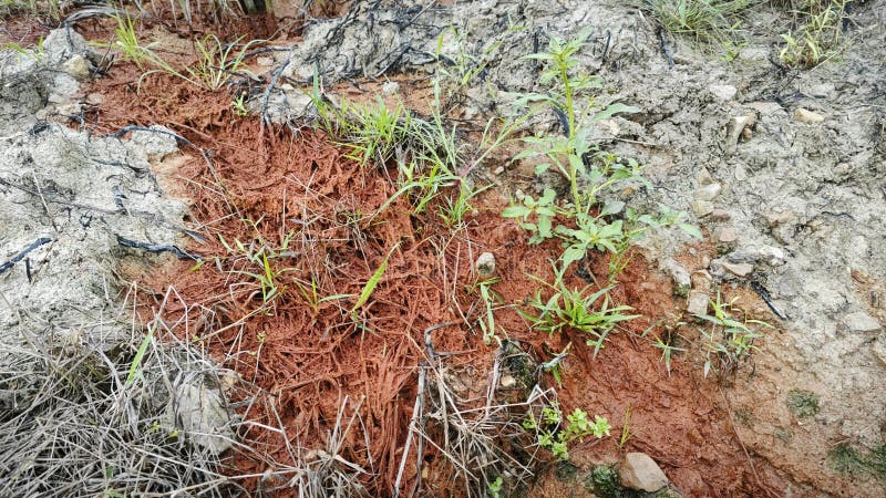 Brown or Reddish Rusty-colored Stains on Dried Puddle Soil Surface ...