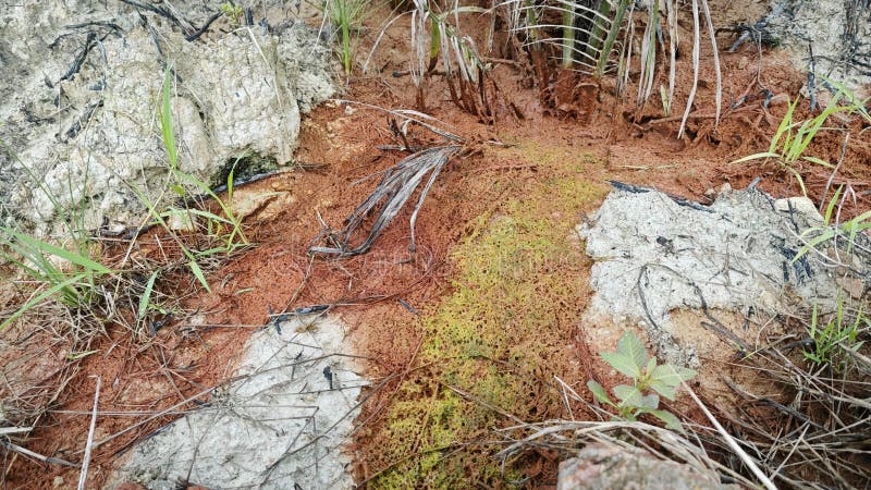 Brown or Reddish Rusty-colored Stains on Dried Puddle Soil Surface ...