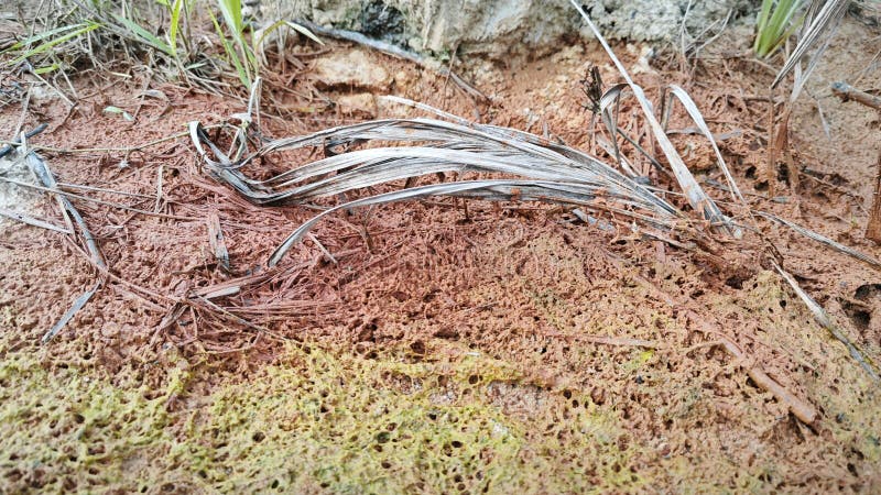 Brown or Reddish Rusty-colored Stains on Dried Puddle Soil Surface ...