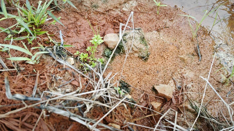 Brown or Reddish Rusty-colored Stains on Dried Puddle Soil Surface ...
