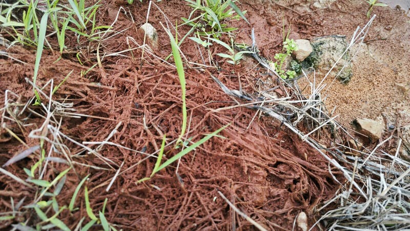 Brown or Reddish Rusty-colored Stains on Dried Puddle Soil Surface ...