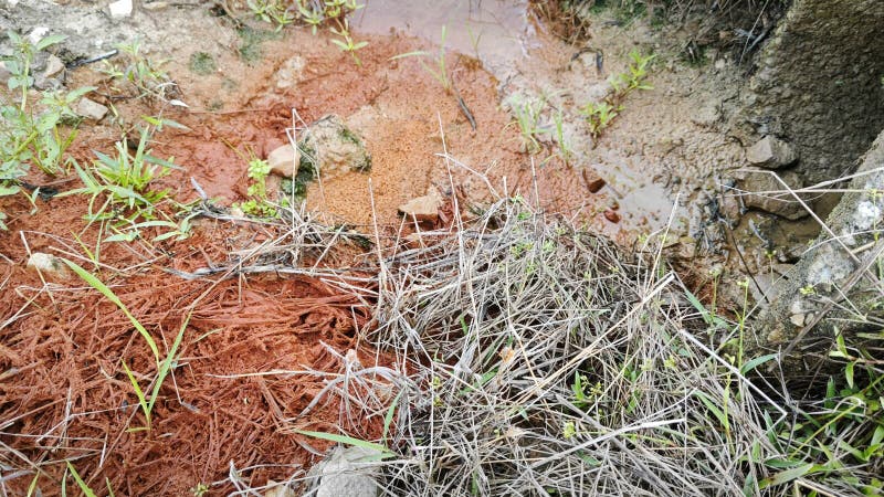 Brown or Reddish Rusty-colored Stains on Dried Puddle Soil Surface ...