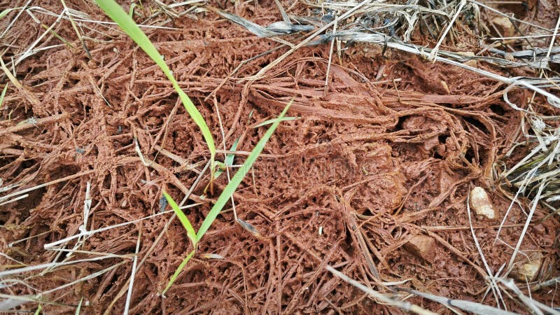Brown or Reddish Rusty-colored Stains on Dried Puddle Soil Surface ...
