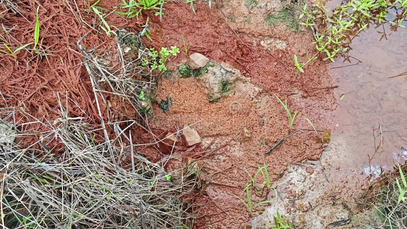 Brown or Reddish Rusty-colored Stains on the Drying Up Puddle Soil ...