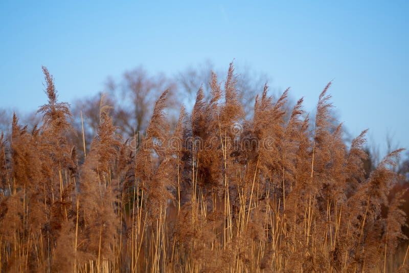 Brown Reed at the Chiemsee stock photo. Image of leaf - 113481270