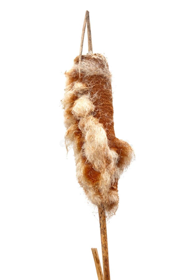 Brown reed stock photo. Image of cattails, reed, reedmace - 51762018