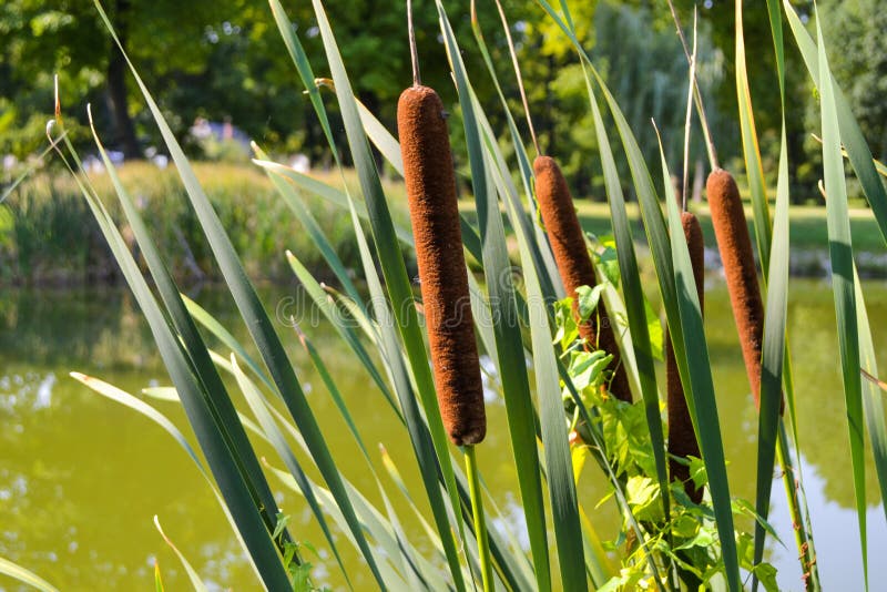 Brown reed on the lakeside stock image. Image of growth - 149284603