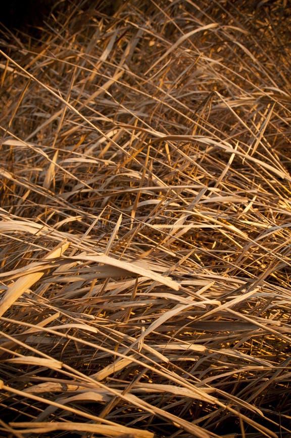 Brown Reeds stock image. Image of nature, color, garden - 17029181