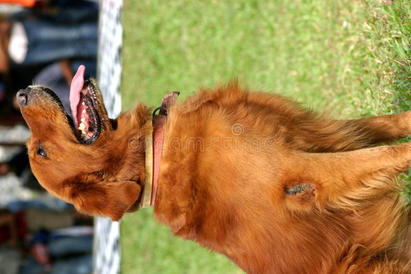 Brown Retriever stock image. Image of loyal, grey, chesapeake - 190421