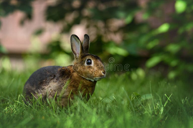 Cute Brown Rex Bunny Posing Outdoors in Summer on Grass Stock Image ...