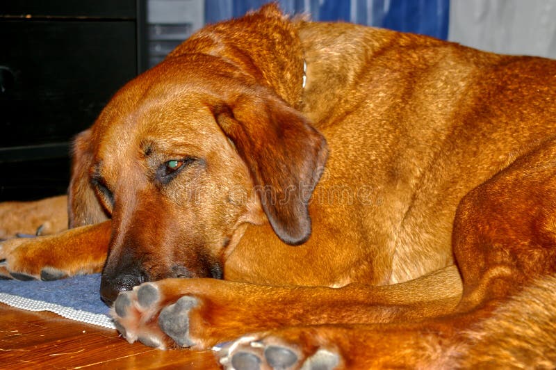 Brown Rhodesian Ridgeback Calmly Lying on the Floor and Resting Stock ...