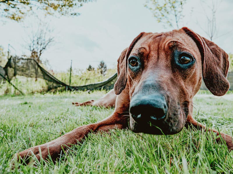 Brown Rhodesian Ridgeback Dog Lying in the Countryside Stock Photo ...