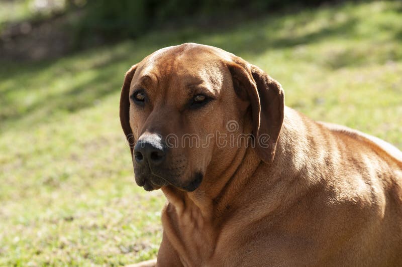 Brown Rhodesian Ridgeback Dog, Sitting Down, and Looking at Camera ...
