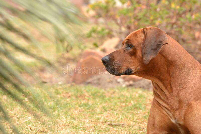 Rhodesian Ridgeback and Weimaraner Stock Photo - Image of head, muzzle ...