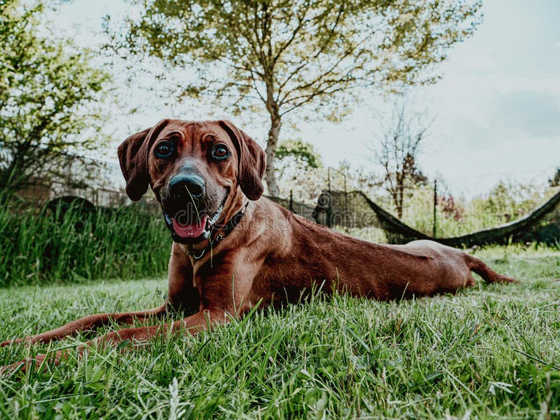 Brown Rhodesian Ridgeback Smiling at the Camera Stock Photo - Image of ...