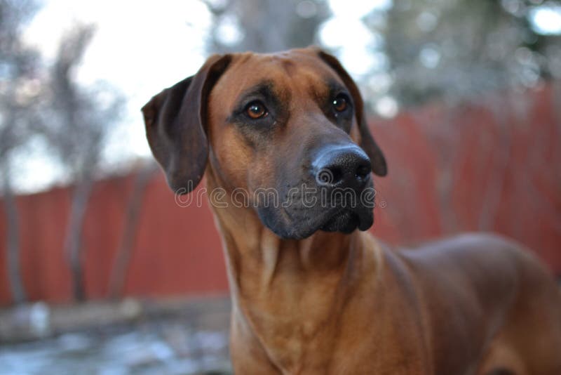 Brown Rhodesian Ridgeback Szczeniaka Pies Obraz Stock - Obraz złożonej ...